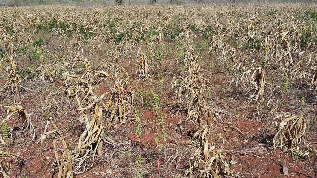 El campo, en el más completo abandono - Tribuna Campeche